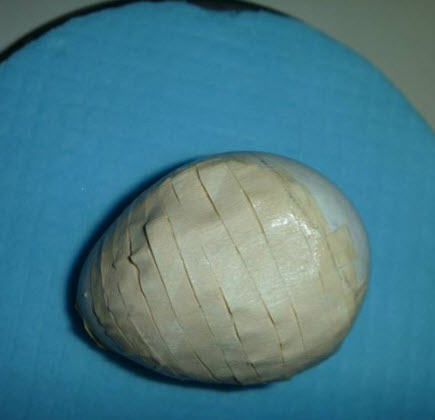 The Crushed Kakapo Egg – Norbert Haupt