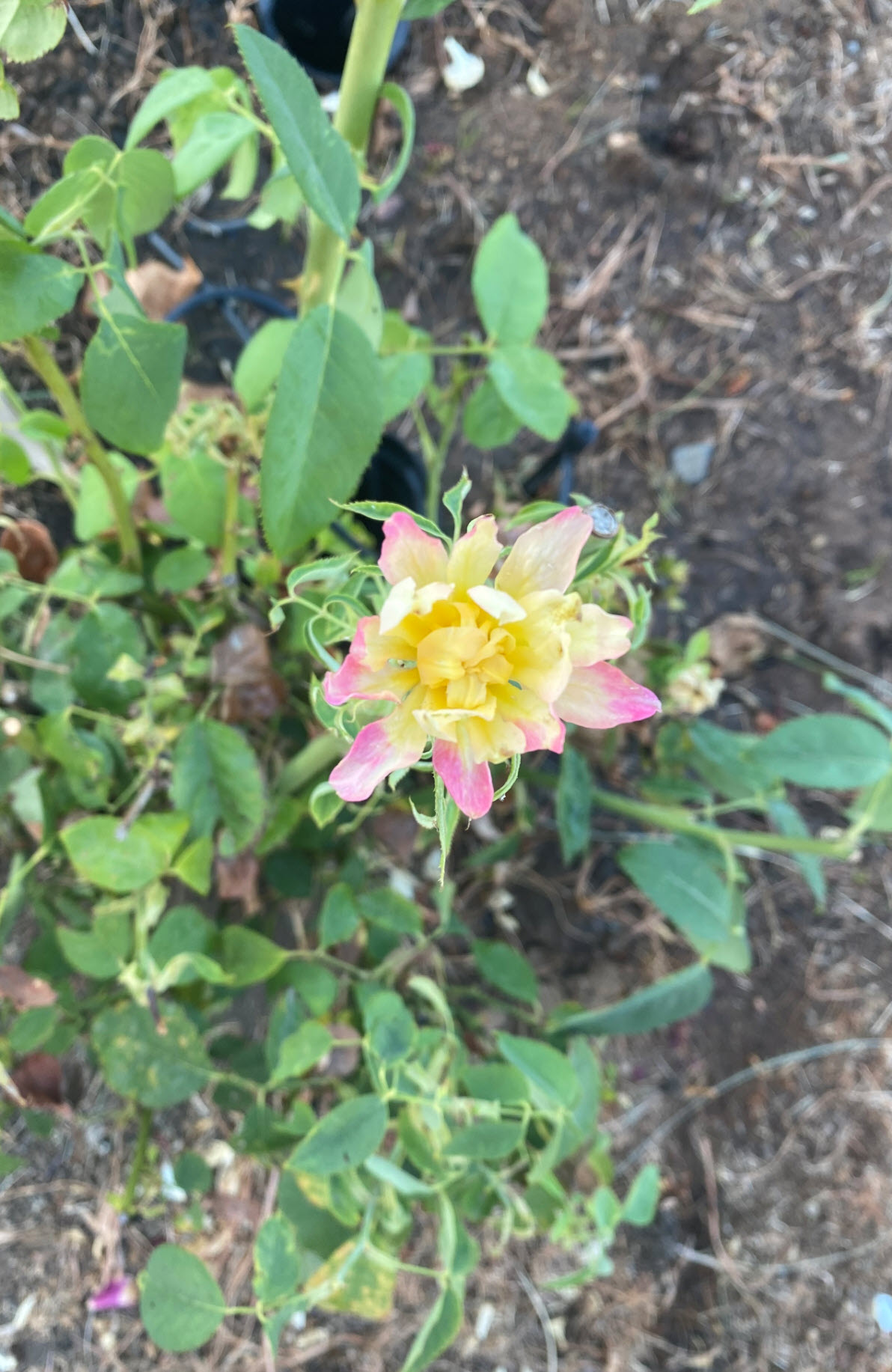 Help! Our Roses have a Weird Blossom – Norbert Haupt