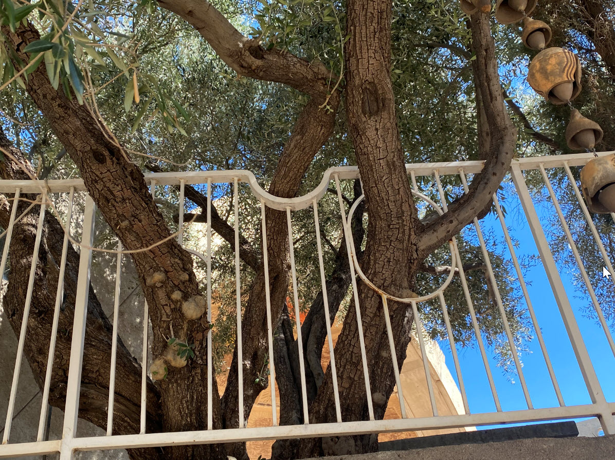 12 – Tree Through Fence – Norbert Haupt